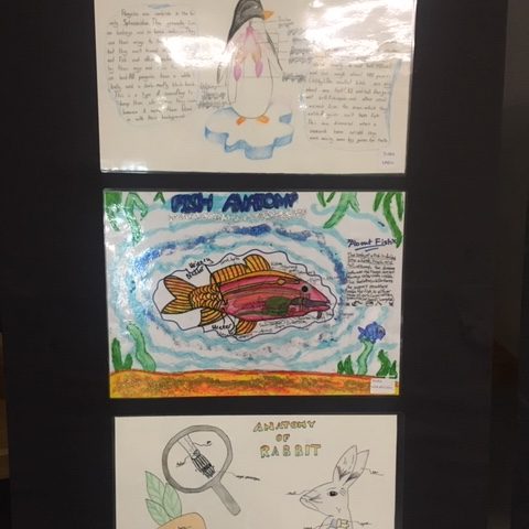 Nancy Rothwell Award 2022 Anatomi Yarışma Sergisi | TED ATAKENT KOLEJİ